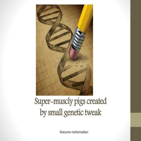 Super muscly pigs created by small genetic tweak | PPTX