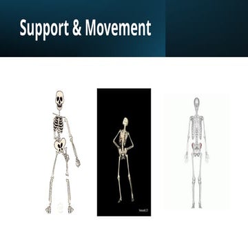Anatomy of musculoskeletal system | PPTX