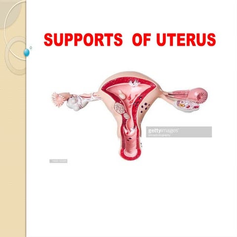 Ligaments Of Female Genital Tract Pptx 2651