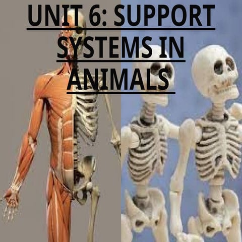 Skeleton of fishes | PPTX