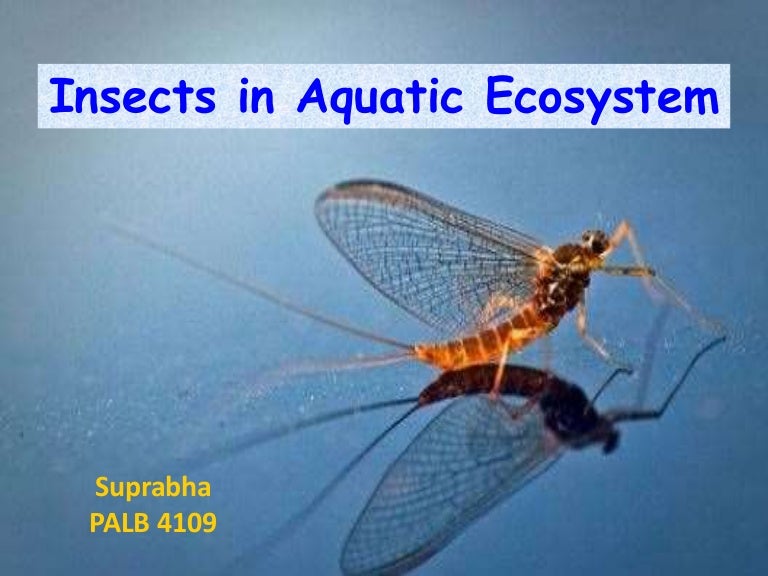 Insects of aquatic ecosystem