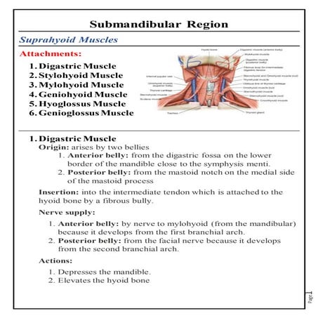 Suprahyoid Muscles | DOCX
