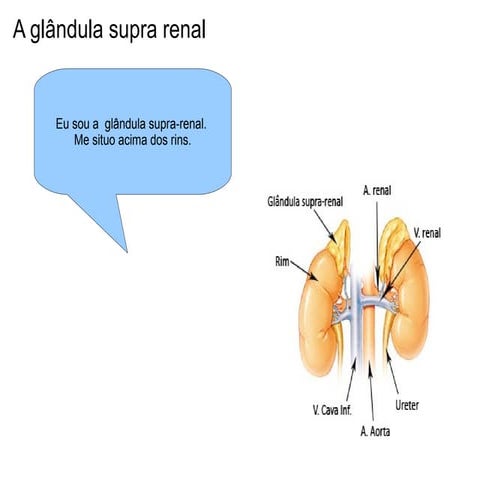 Supra renal | ODP