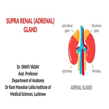 Anatomy of Suprarenal (Adrenal) Glands.pptx