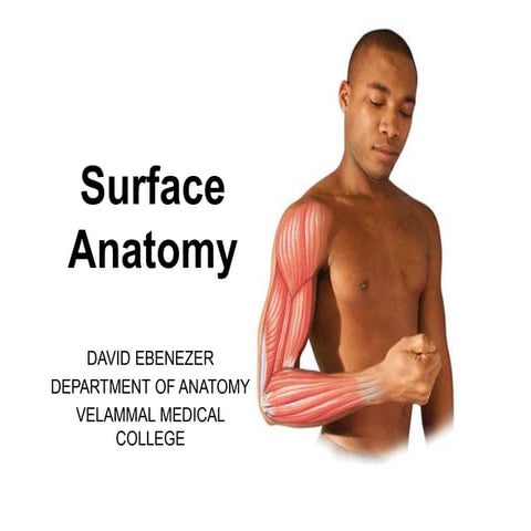 Surface marking upper limb | PPTX