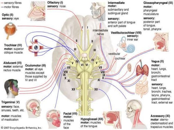 Cavernous sinus anatomy | PPT