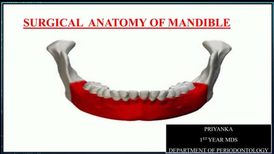 Surgical Anatomy Of Mandible Pin By MARLA REATEGUI On Técnico En