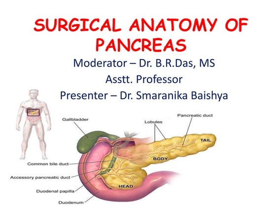 Anatomy Of The Pancreas