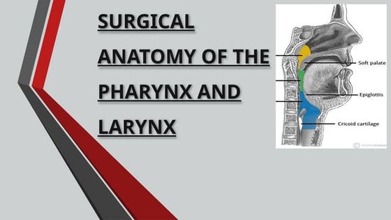 Anatomy of pharynx | PPT