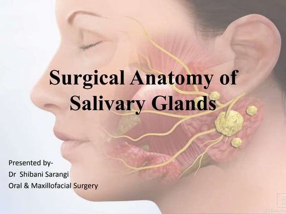Anatomy of Submandibular Gland | PPT