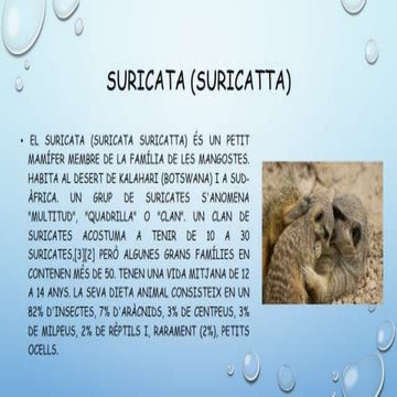 Suricata | PPTX