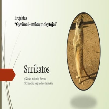 Surikatos | PPT