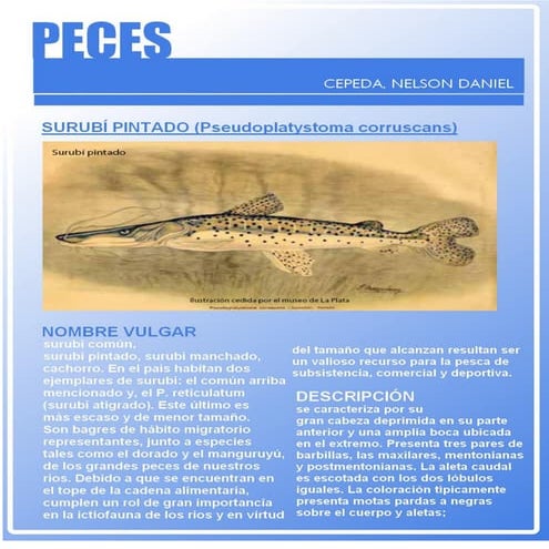 FICHA ECOLOGICA - Surubi | DOC