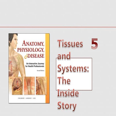 TISSUES ANATOMY AND PHYSIOLOGY LECTURE PPT | PPTX
