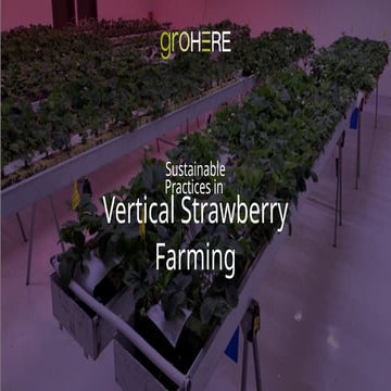 Sustainable Practices in Vertical Strawberry Farming.pptx
