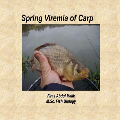 Koi Herpes Virus (KHV) | PDF