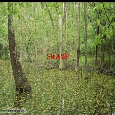 Swamp | PPT