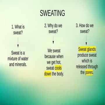 Sweat glands | PDF
