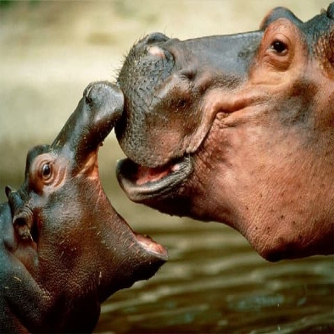Sweet Animals | PPS