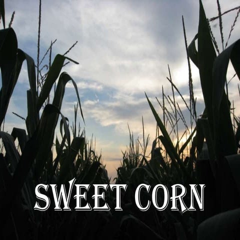Sweet corn | PPTX
