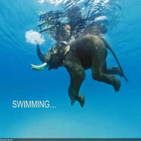 Introduction+to+Swimming.ppt