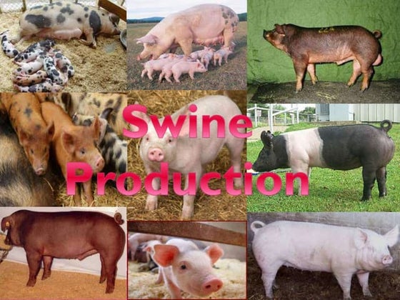 Anatomy Of The Swine | PPT
