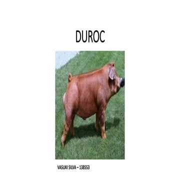 Duroc Pig Characteristics