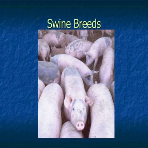 Swine breeds | PPT