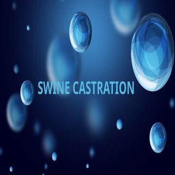 SWINE CASTRATION- Swine Management..pptx