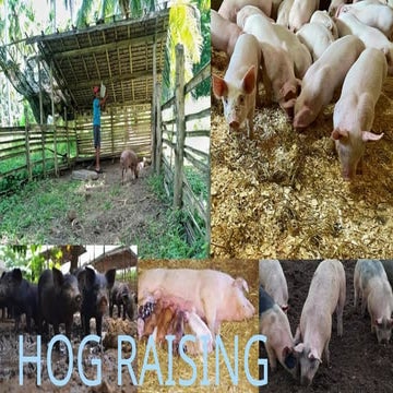 aNIMAL pRODUCTION RAISING SWINE PRESENTATION.pptx | Dogs | Pets