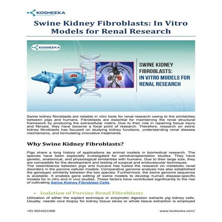 Swine Kidney Fibroblasts: In Vitro Models for Renal Research | PDF