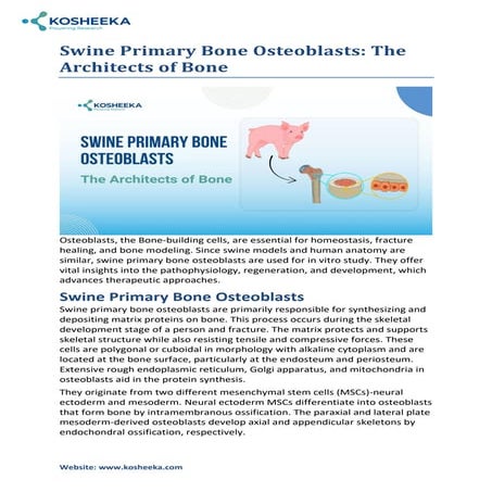 Swine Primary Bone Osteoblasts: The Architects of Bone | PDF