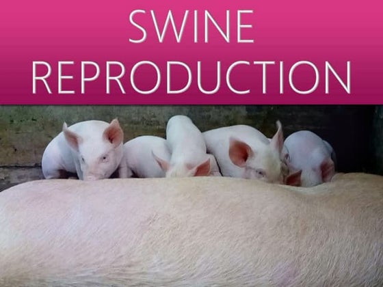 Breeding management - Swine | PPTX