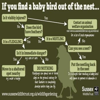 What to do if you find a bird bird out of the nest | PDF | Birds | Pets