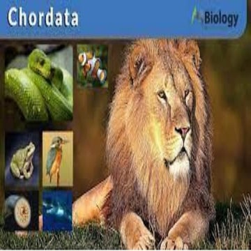 Phylum chordata - zoology | PPTX