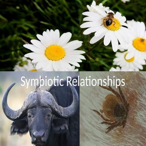 Exploring Symbiotic Relationships: Mutualism, Commensalism, and ...
