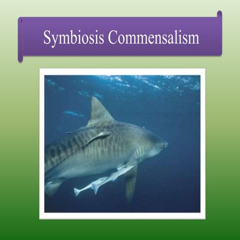 Symbiosis commensalism | PPT