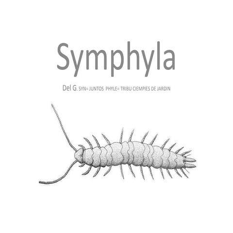 Symphyla | PPTX