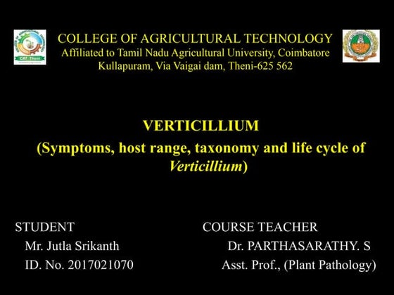 Rhizome weevil, Cosmopolites sordidus | PPT