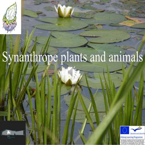 Synanthropic plants and animals comenius project | PPTX