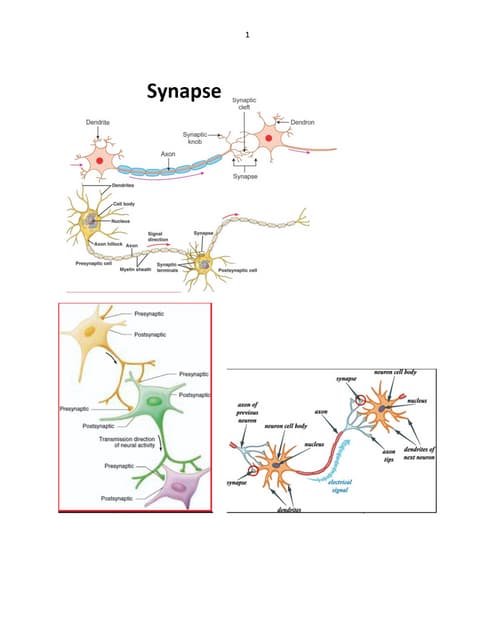BIOSYNTHESIS OF ACETYLCHOLINE IN CNS AND CHOLINERGIC TRANSMISSION ...