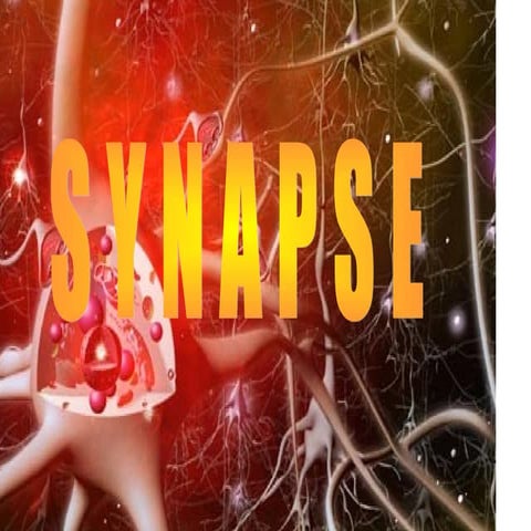 synapse.pptAAAAAAAAAAAAAAAAAAAAAAAAAAAAA | PPT