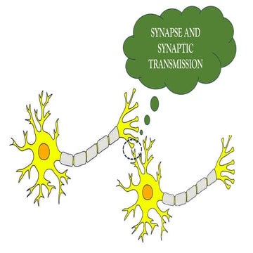 synapse types and classification and .pdf