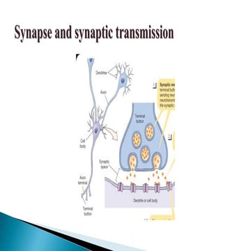 synaptic-transmission-compressed.pdfffff | PDF