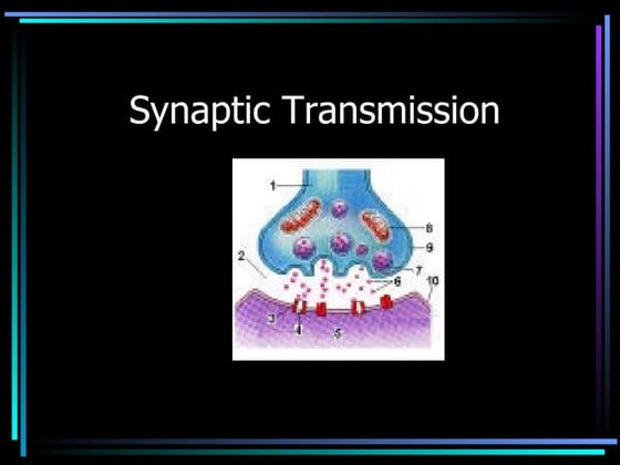 Synaptic transmission | PPT
