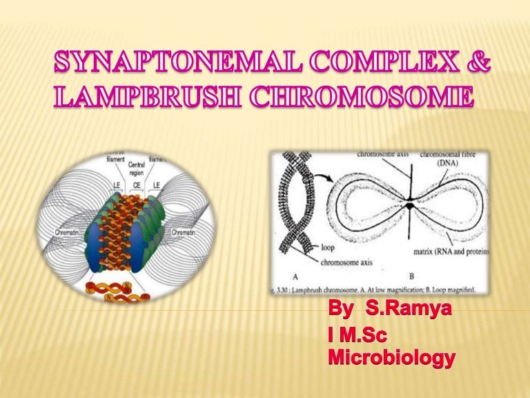 Synaptonemal Complex