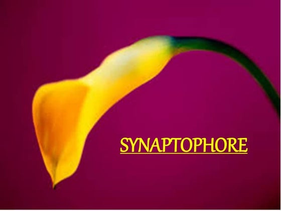 Synoptophore | PPTX