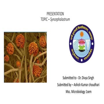 Syncephalastrum (Mycology) presentation.pptx