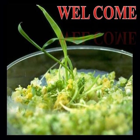 Synthetic seed production By- Parvati Pujar | PPTX