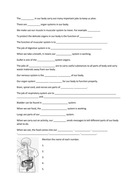 Human Body Organ Systems Worksheet